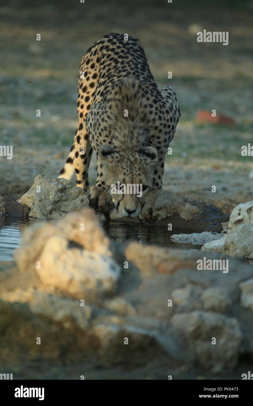 cheetah is hunting in savannah Stock Photo - Alamy