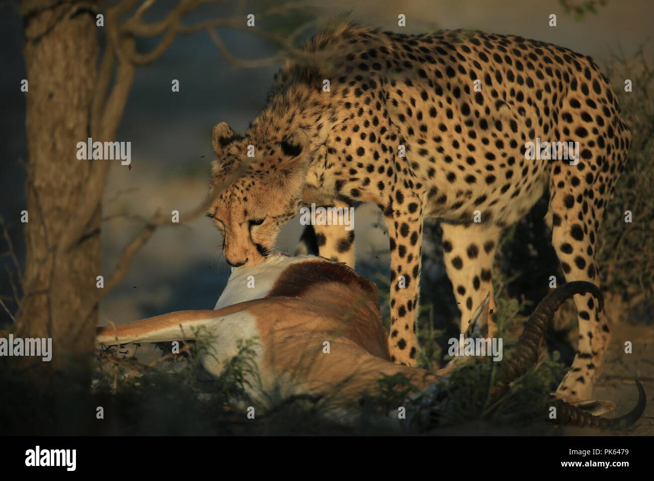 cheetah is hunting in savannah Stock Photo - Alamy