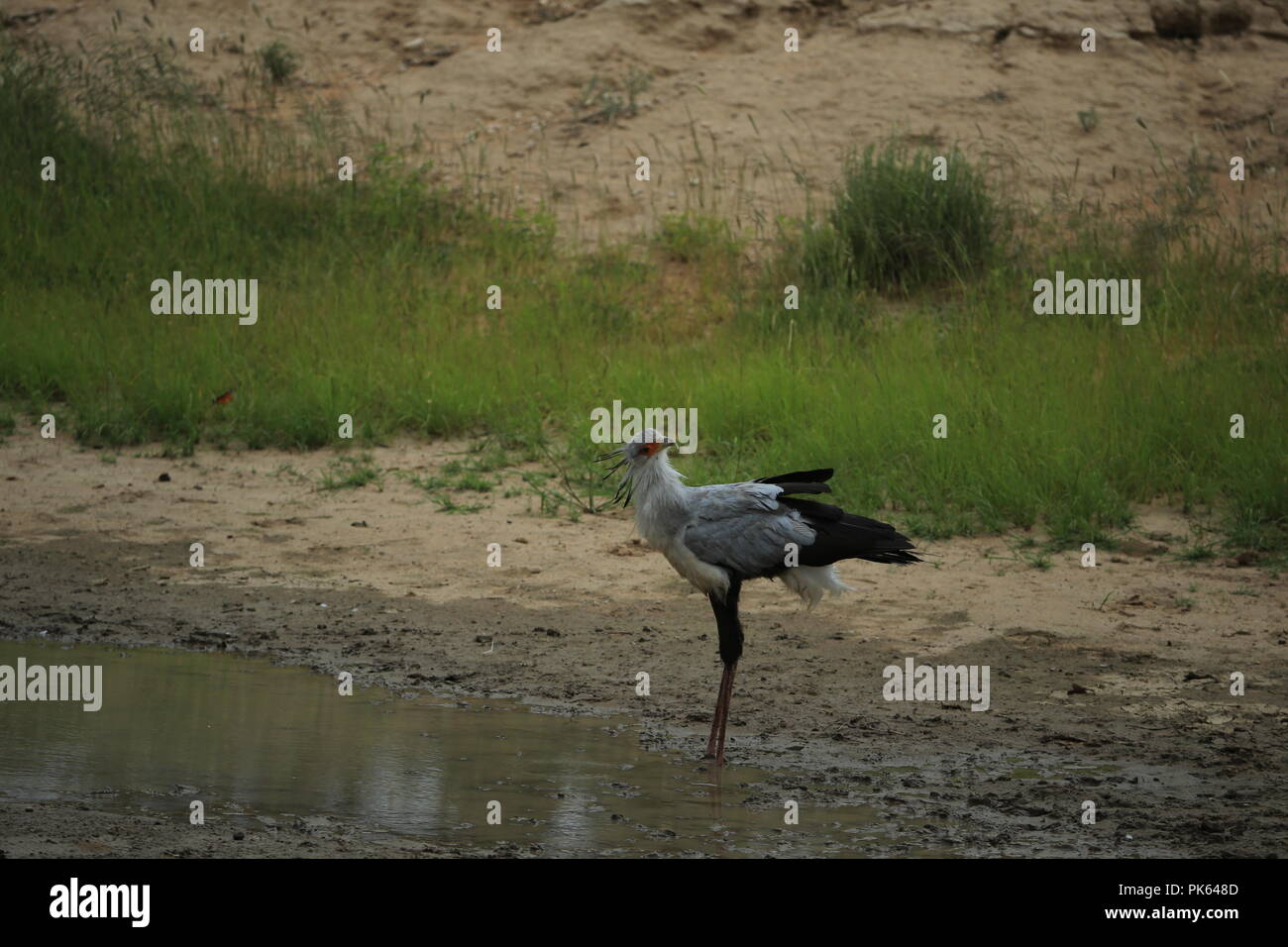 secretary bird in savannah in Namibia Stock Photo - Alamy