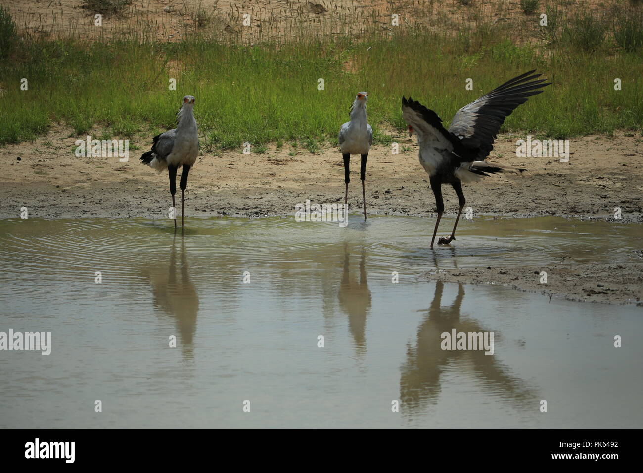 secretary bird in savannah in Namibia Stock Photo - Alamy