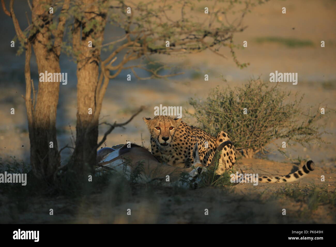 cheetah is hunting in savannah Stock Photo - Alamy