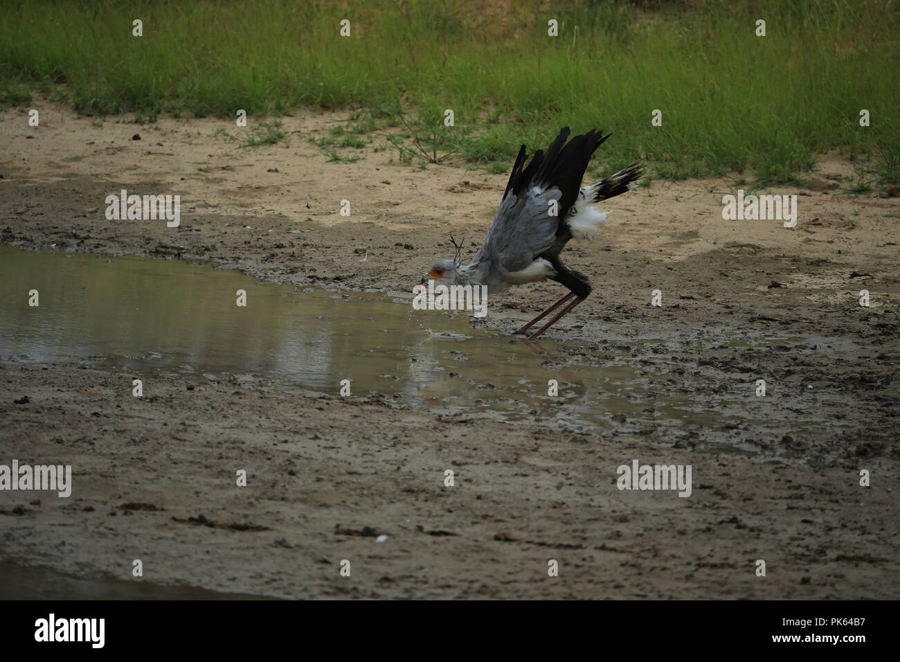 secretary bird in savannah in Namibia Stock Photo - Alamy