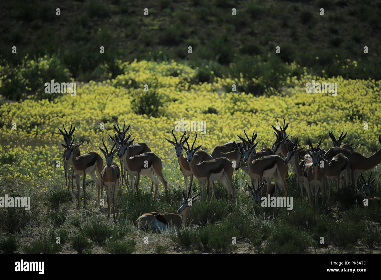 group of impala in namibia Stock Photo - Alamy