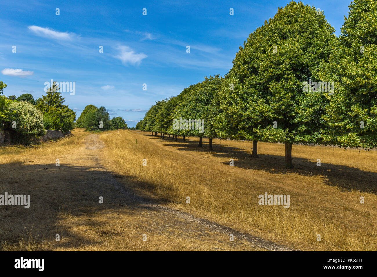 Avenue of trees on Minchinhampton Common Stock Photo - Alamy
