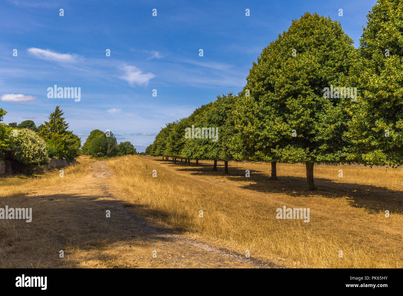 Avenue of trees on Minchinhampton Common Stock Photo - Alamy