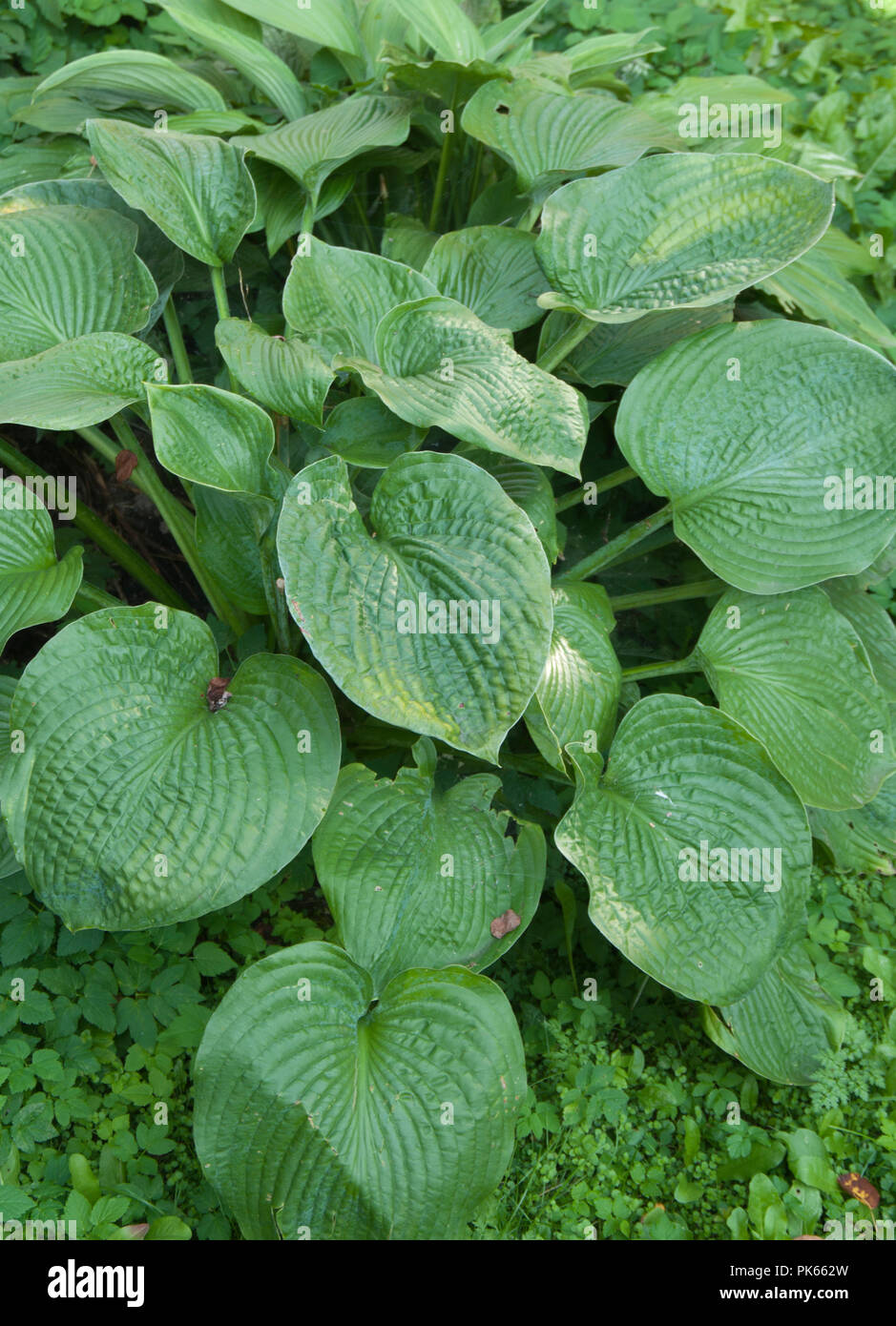 hosta plant in a decorative formal garden Stock Photo - Alamy