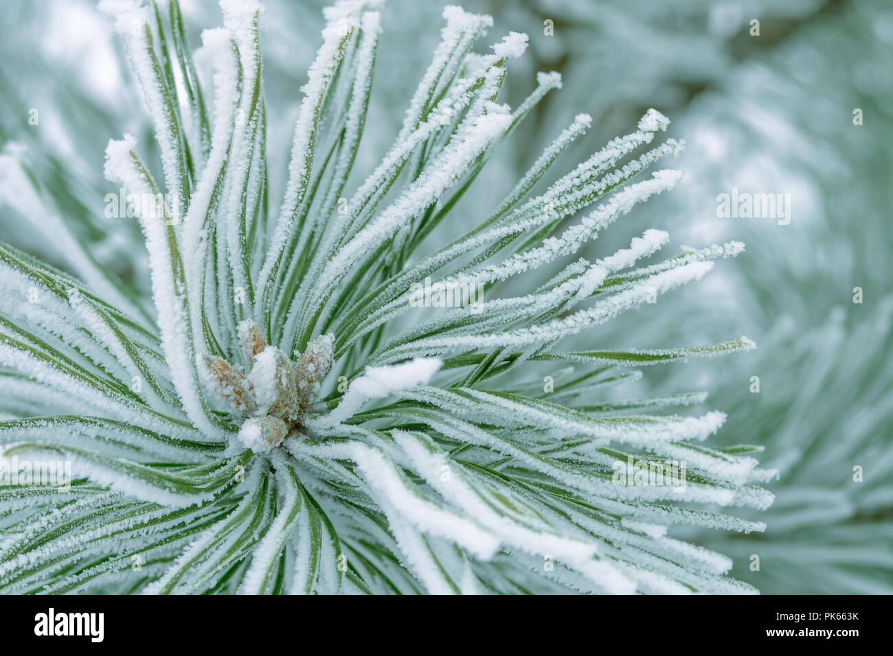 Pine trees covered with frost. Pine needles in snow. Cloudy frosty day ...
