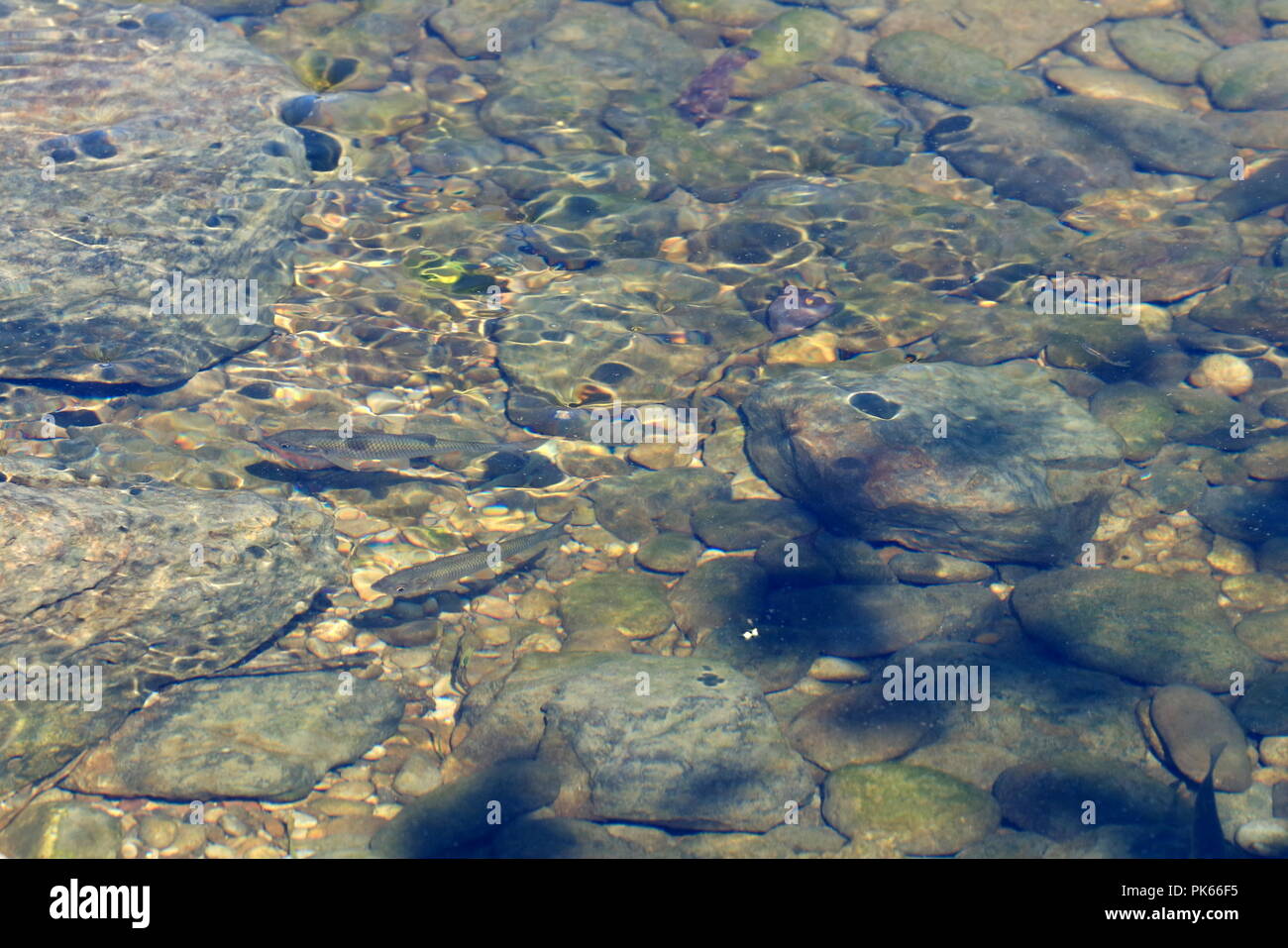 Fish in water Stock Photo - Alamy