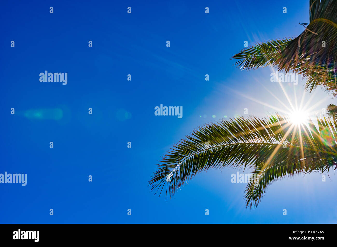 Palm trees with blue sky and bright sun Stock Photo - Alamy