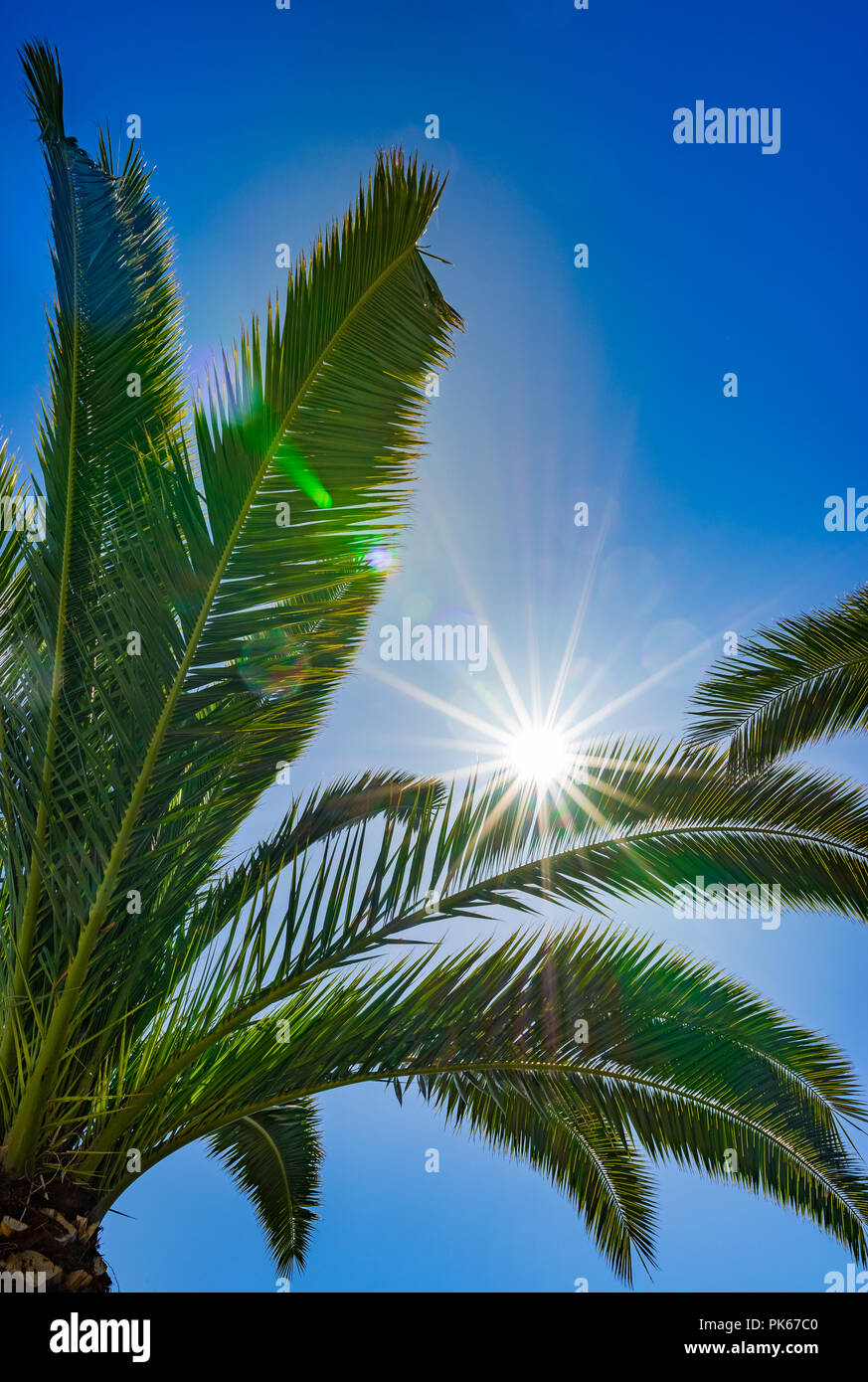 Tropical palm tree with clear blue sky and bright sun Stock Photo - Alamy