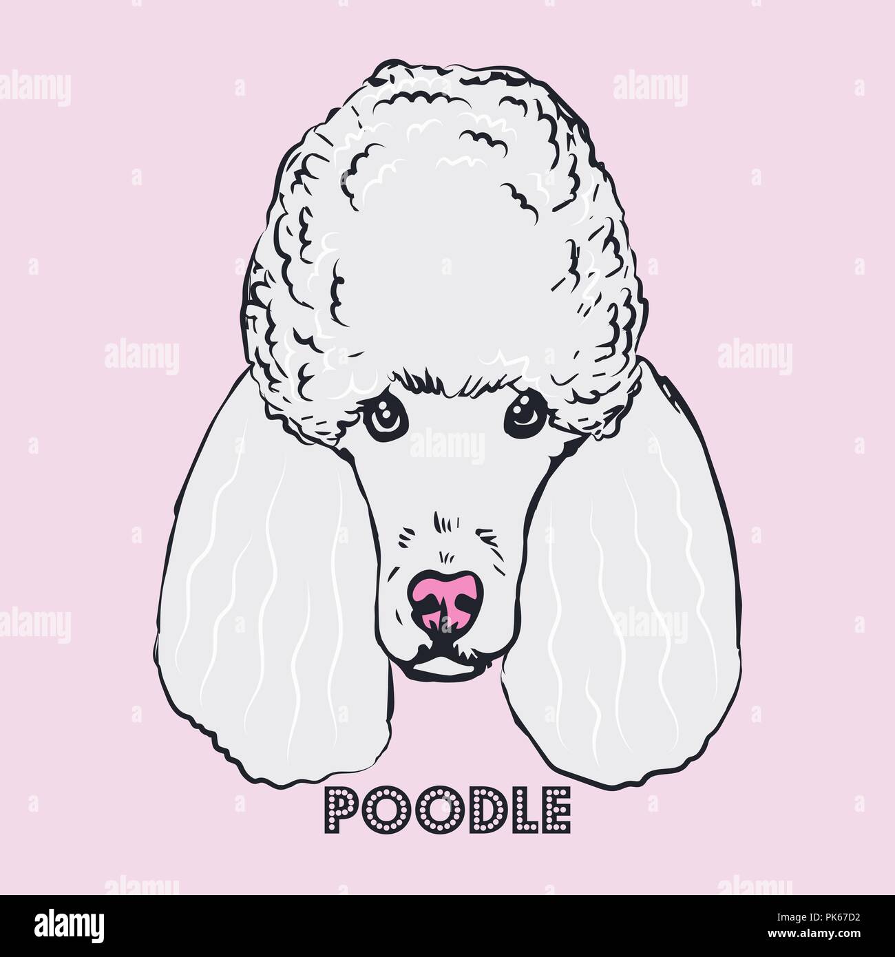 Poodle head isolated on pink background. Purebred white dog face hand ...