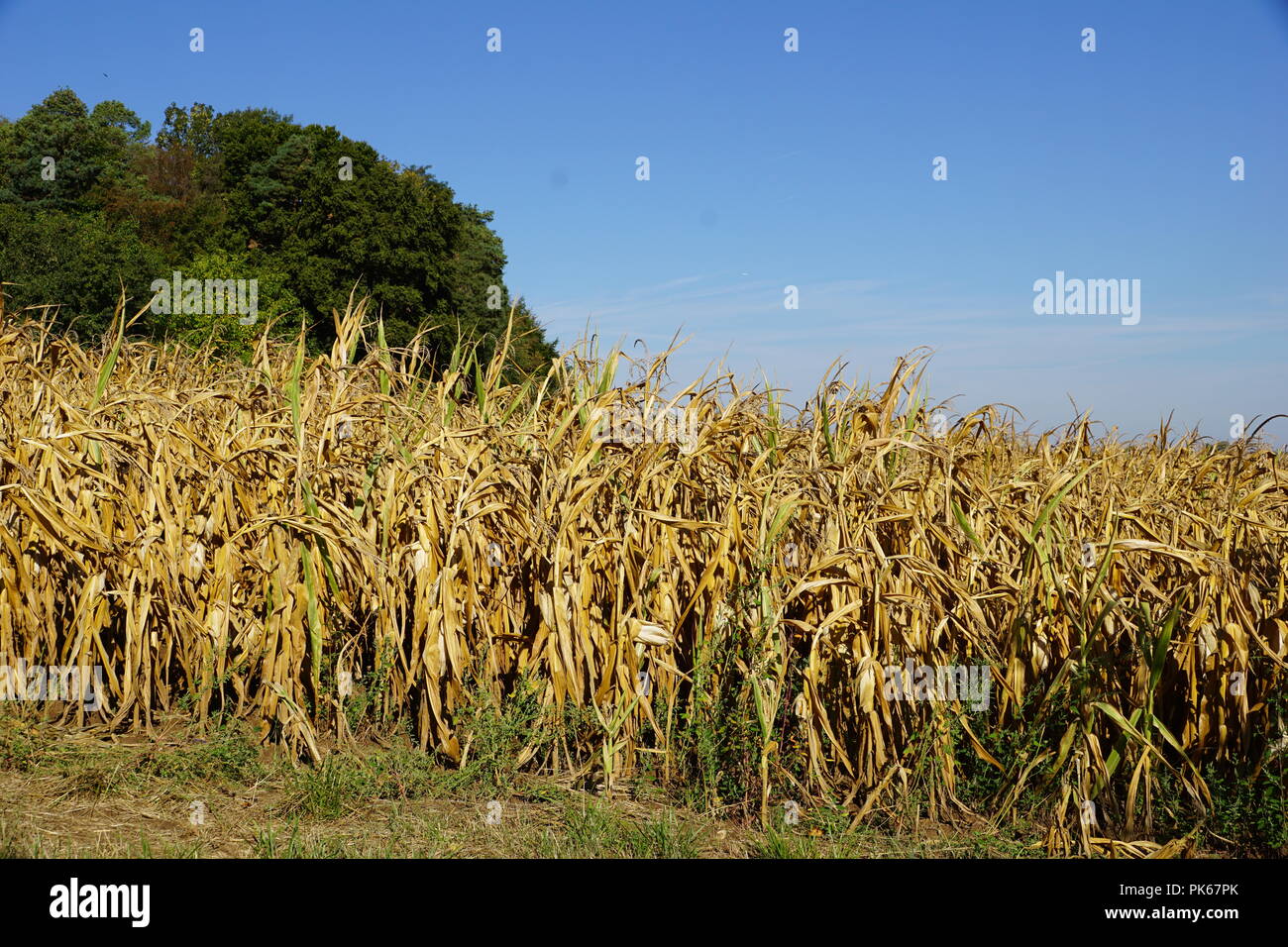 Cereals farming fields Stock Photo - Alamy