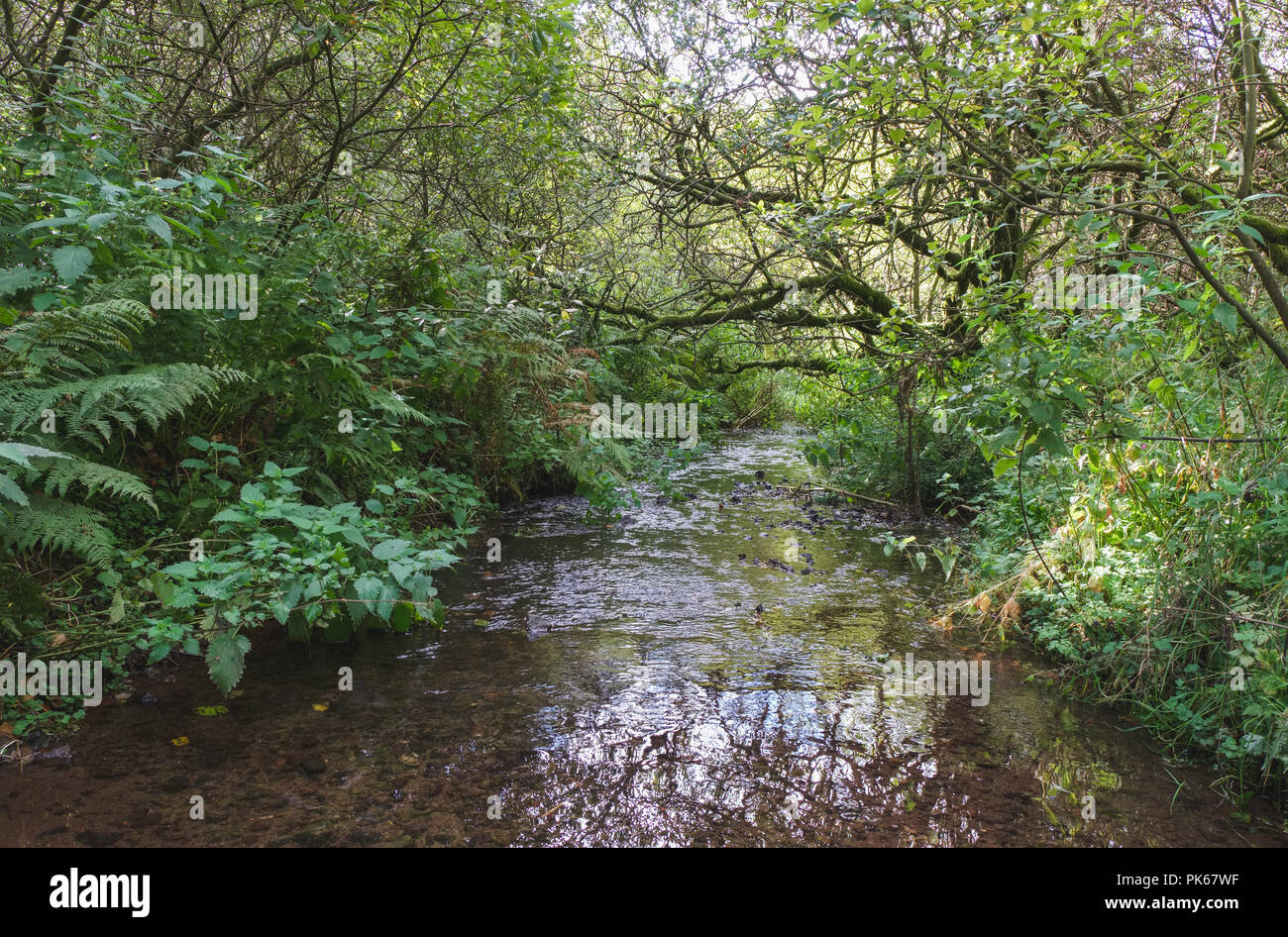 Scottish burn hi-res stock photography and images - Alamy