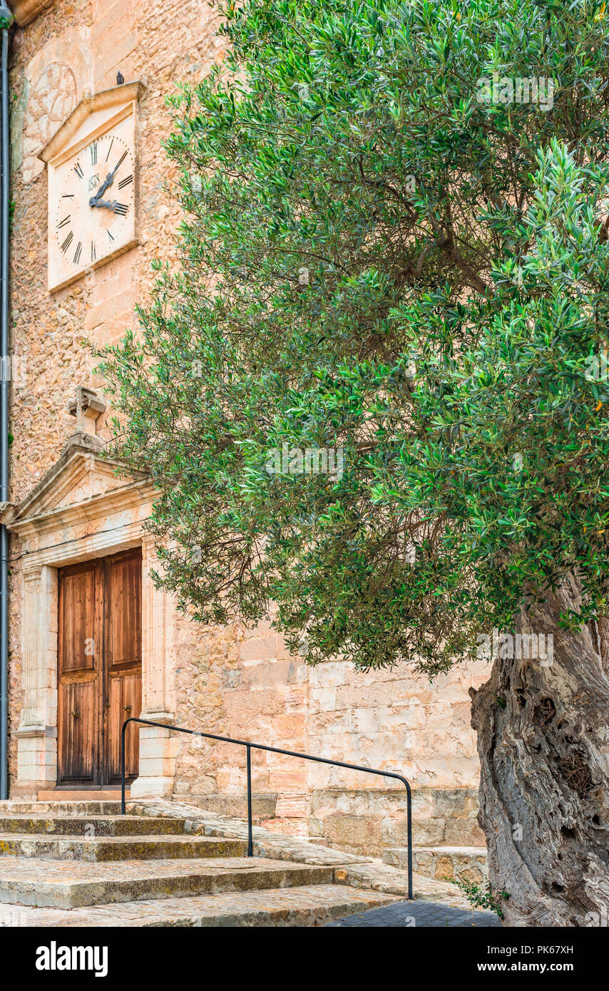 Rustic olive tree hi-res stock photography and images - Alamy