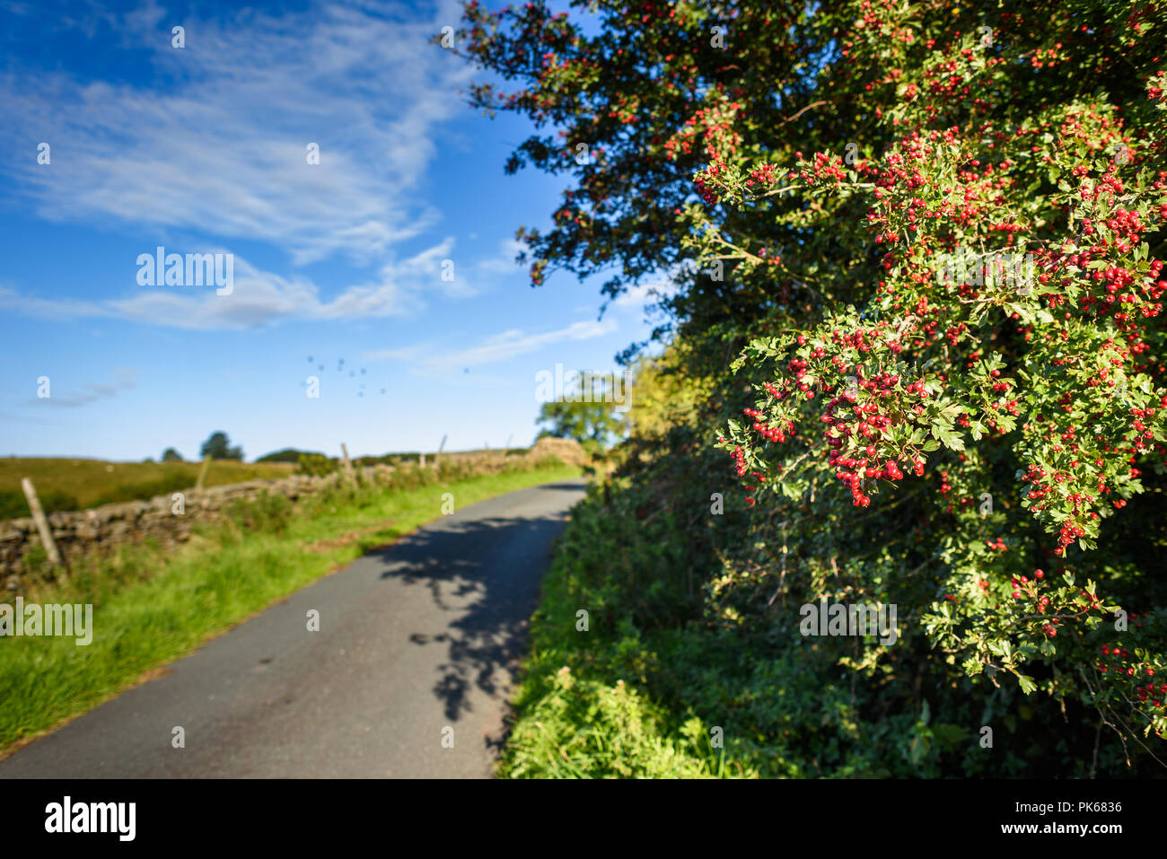 Uk hawthorn hedge hi-res stock photography and images - Alamy