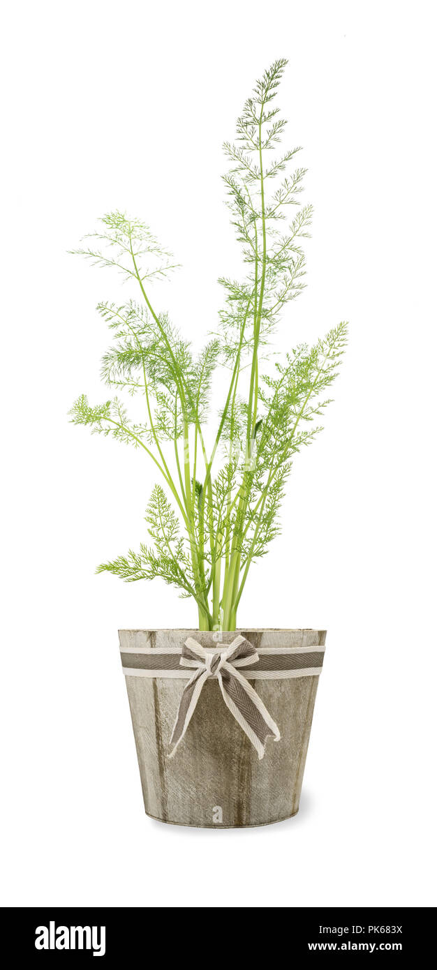 Fennel plant pot hi-res stock photography and images - Alamy