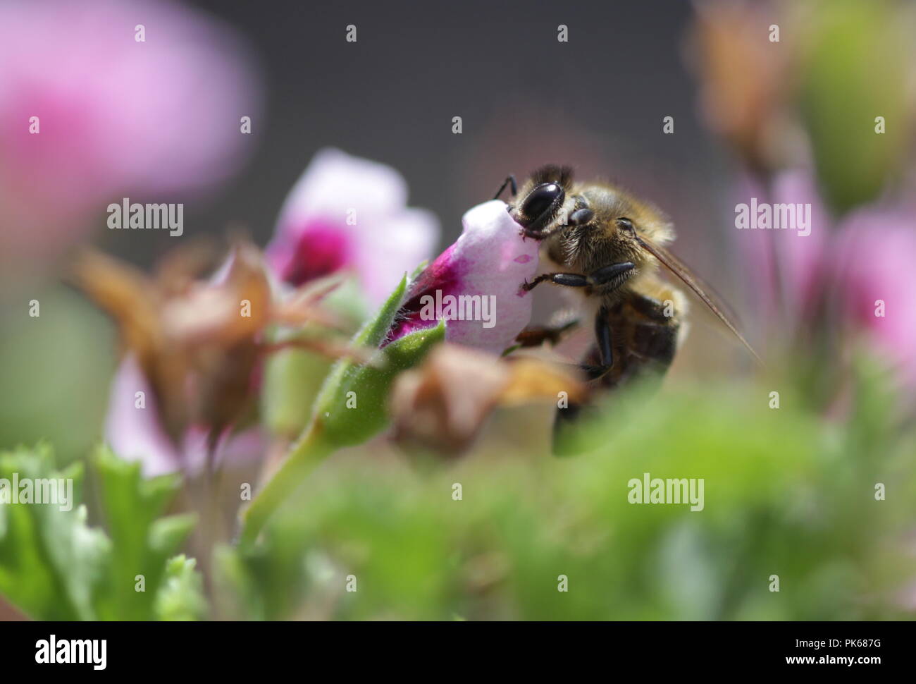 Bee pollinating a flower Stock Photo - Alamy