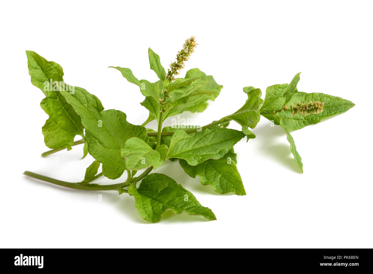 Wild spinach (mountain spinach) isolated on white Stock Photo - Alamy