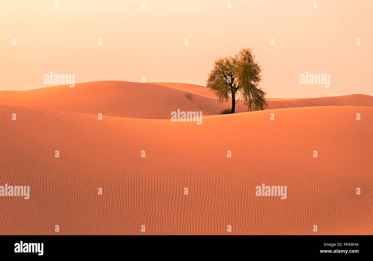 Lives in the desert hi-res stock photography and images - Alamy