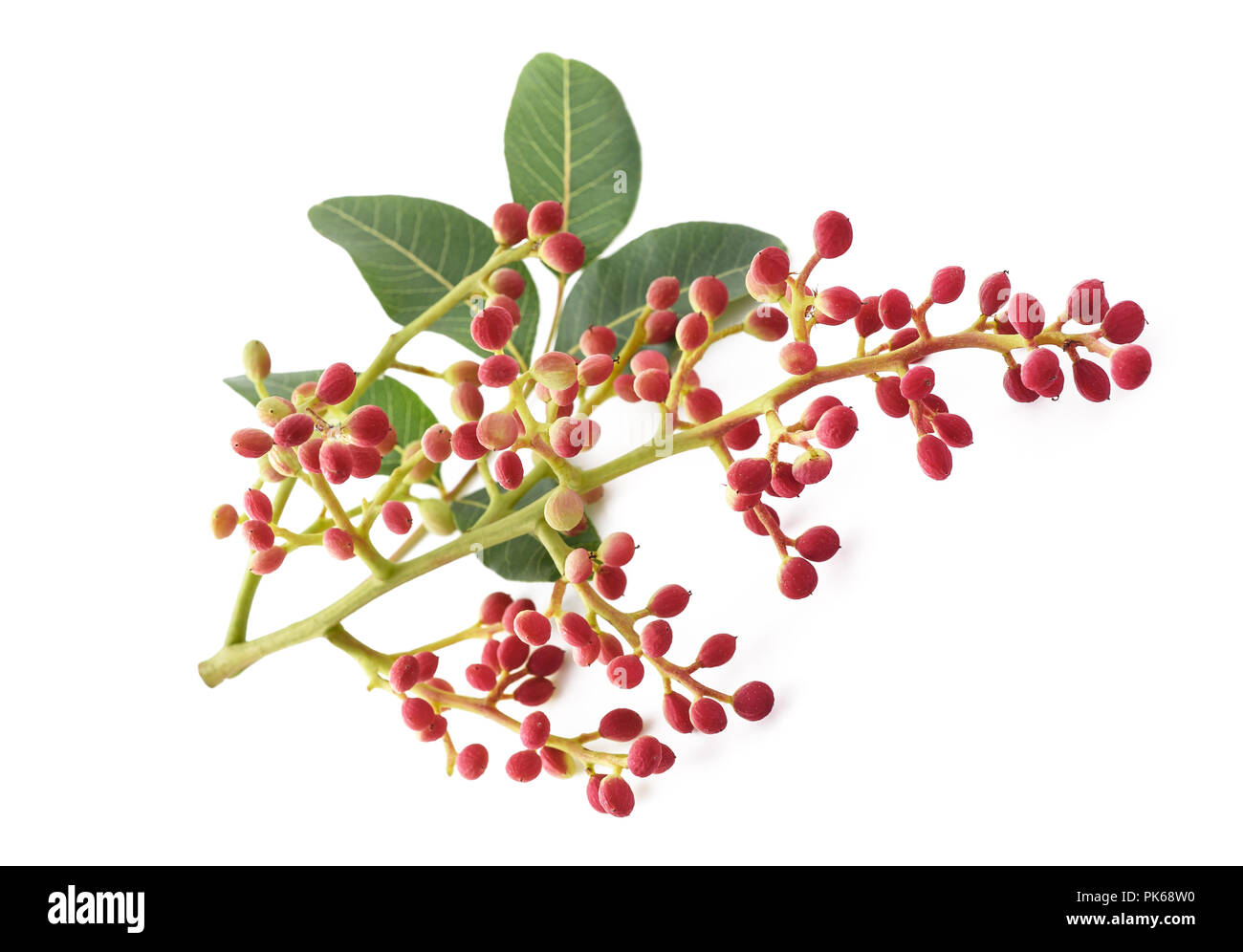 Terebinth tree hi-res stock photography and images - Alamy