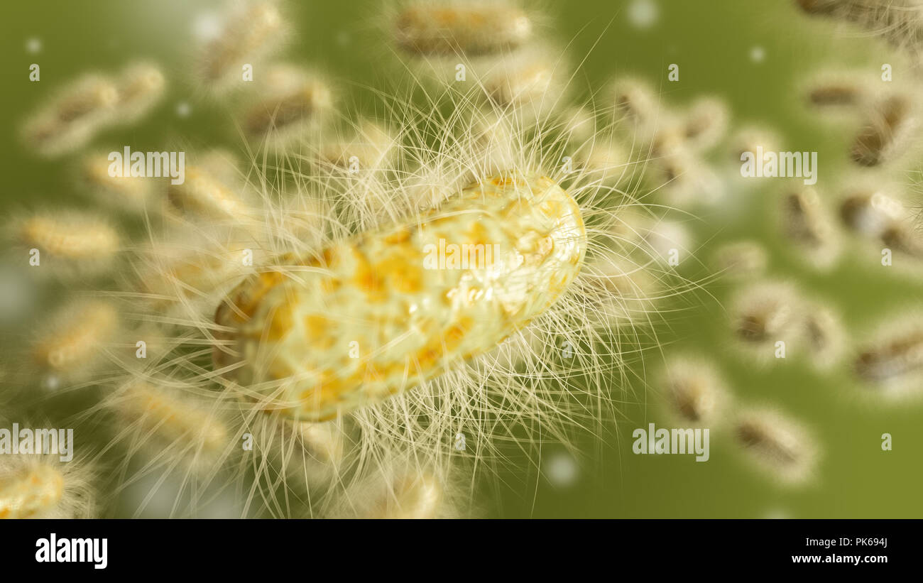 Microscopic bacteria hi-res stock photography and images - Alamy