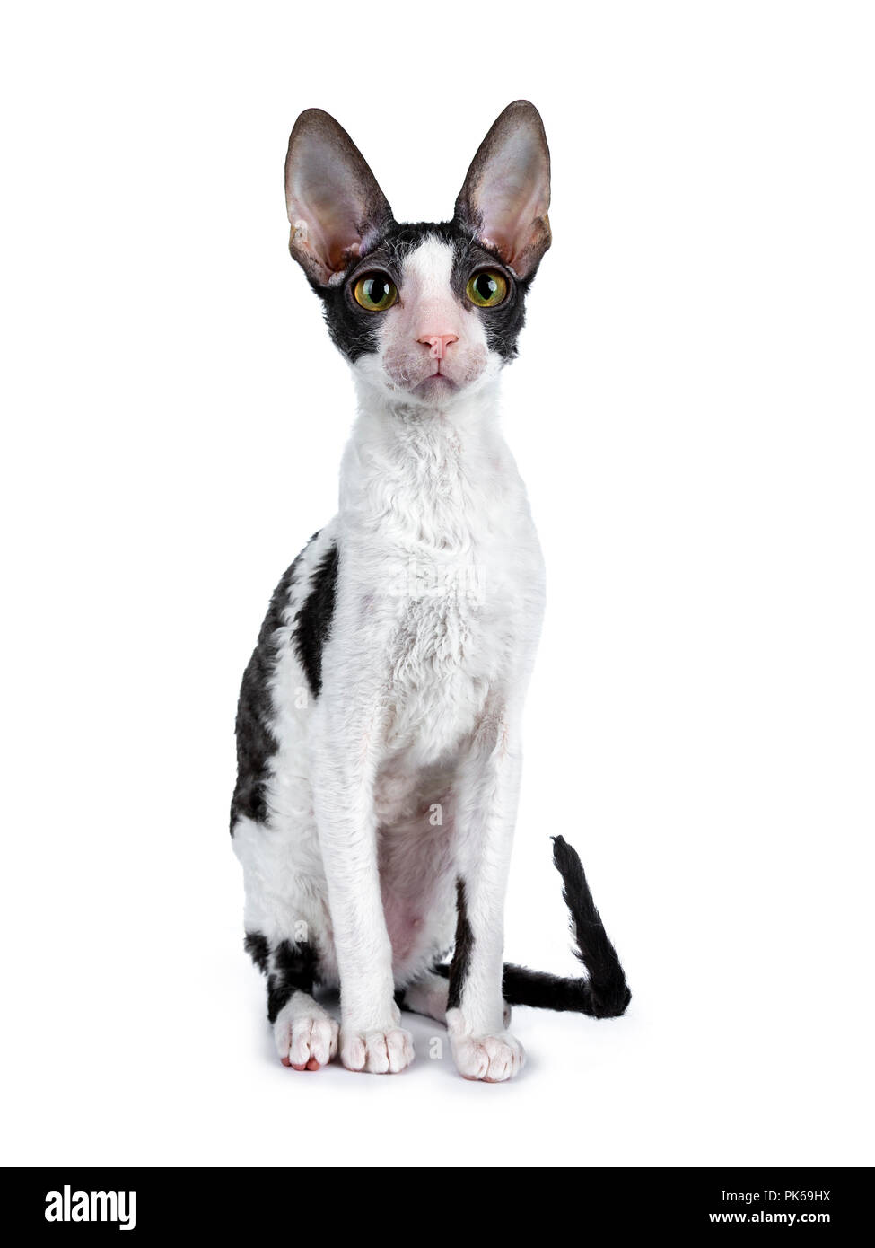 White Cornish Rex