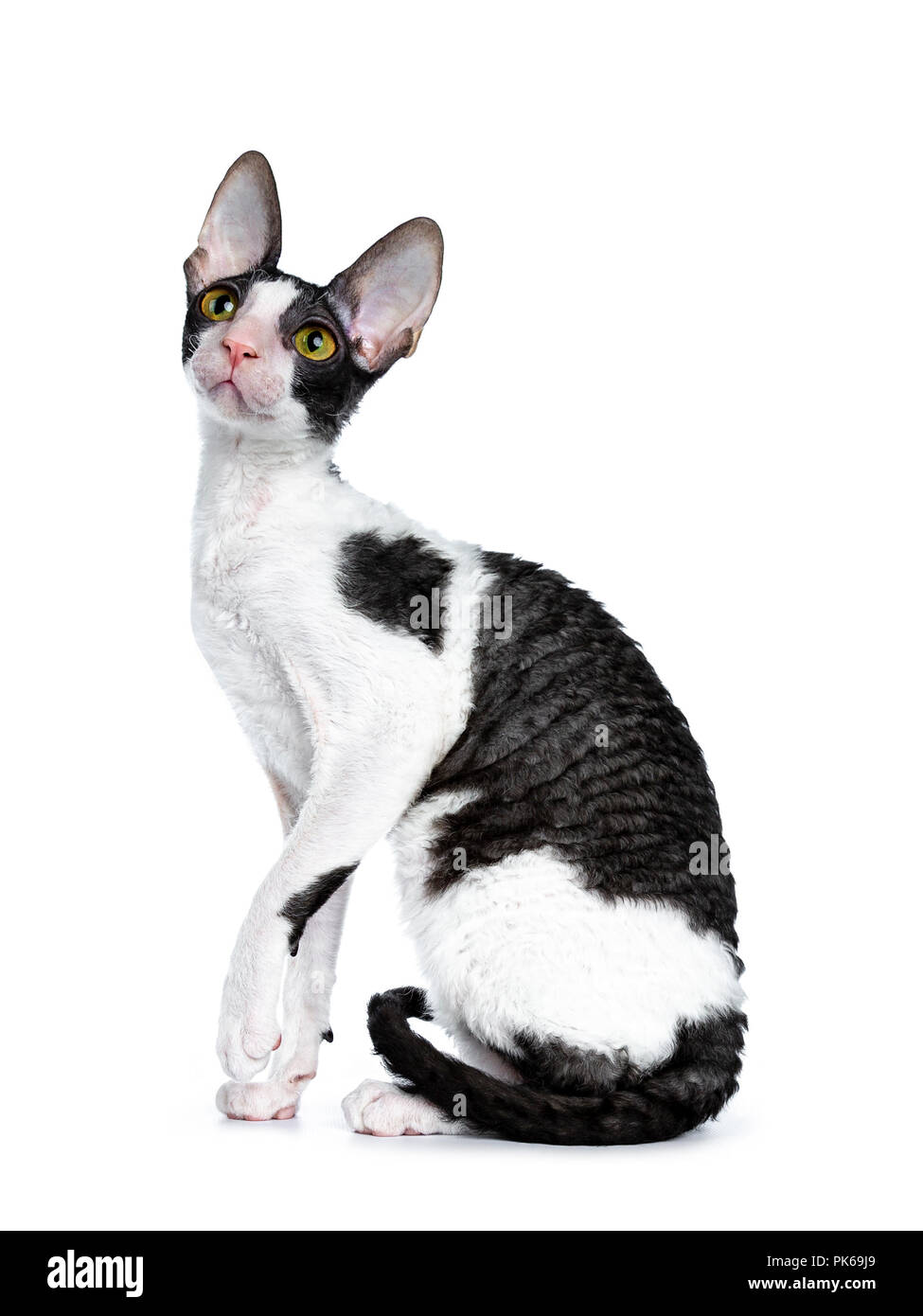 Black cornish rex cat hi-res stock photography and images - Alamy