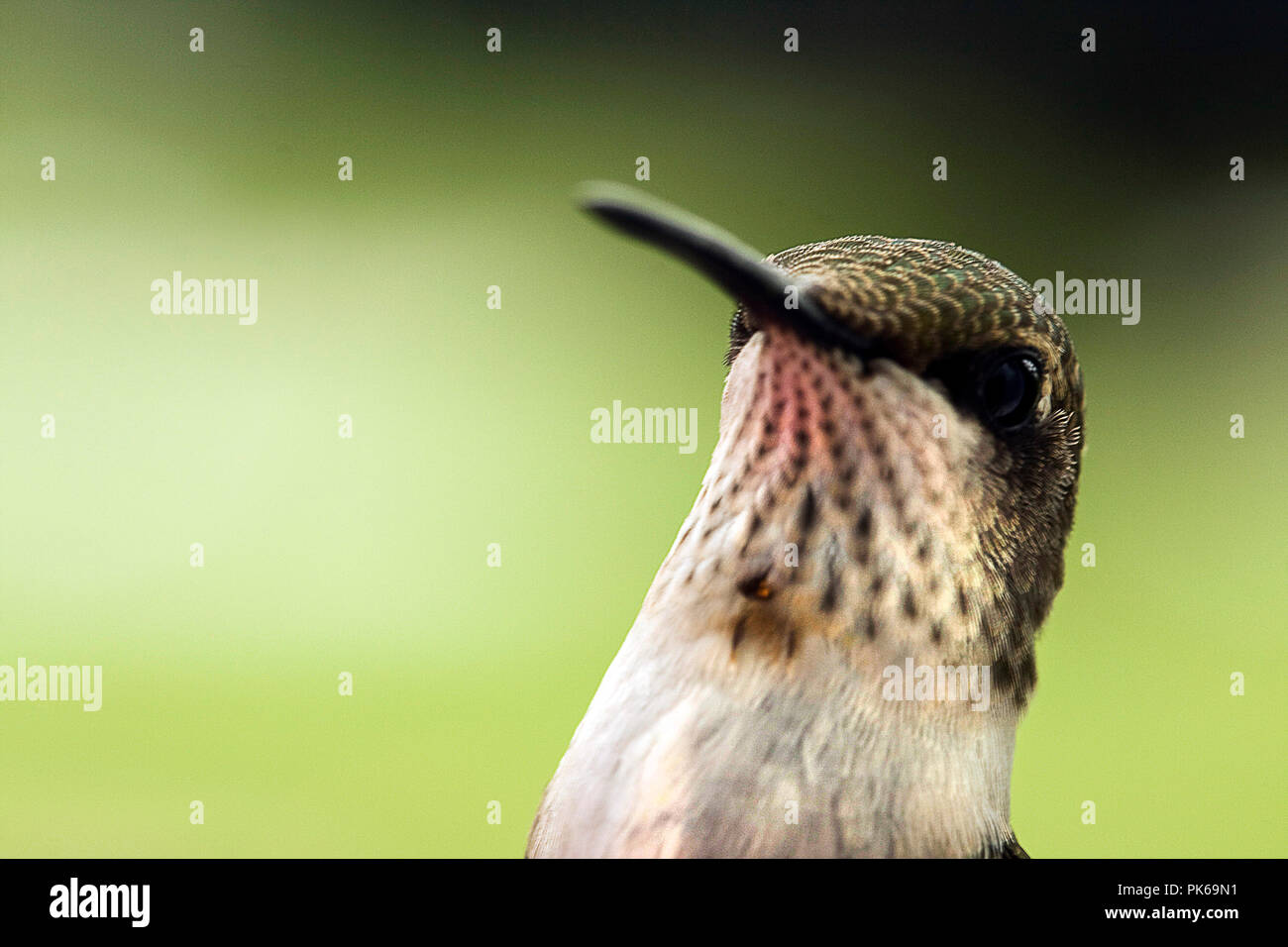 Close-up photos of hummingbird in flight or on feeder Stock Photo - Alamy