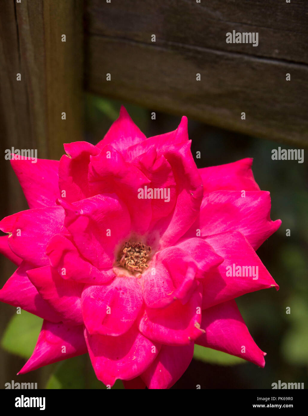 Rose wood hi-res stock photography and images - Alamy