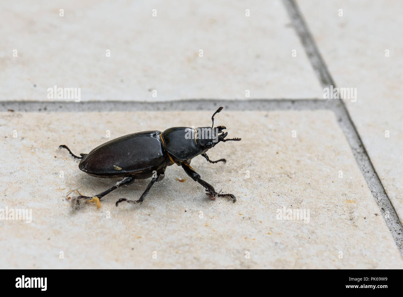Big female stag beetle Lucanus cervus on terrace tiles. Lucanus cervus ...