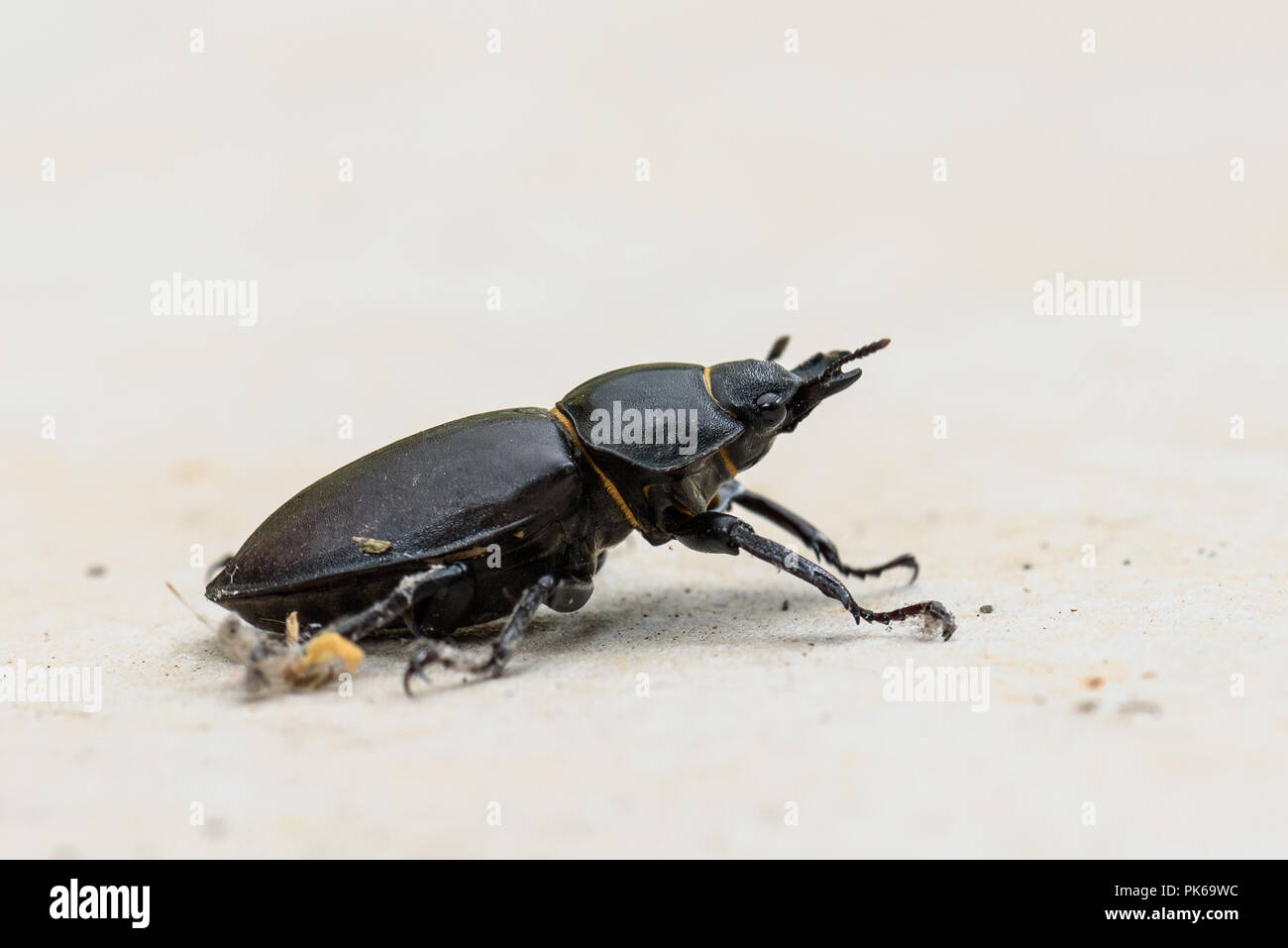 Big female stag beetle Lucanus cervus on terrace tiles. Lucanus cervus ...