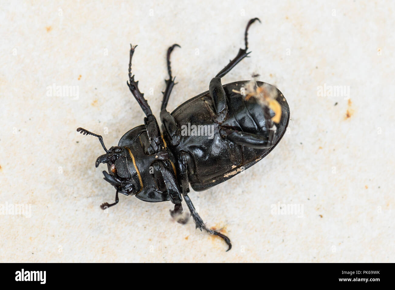 Big female stag beetle Lucanus cervus on terrace tiles. Lucanus cervus ...
