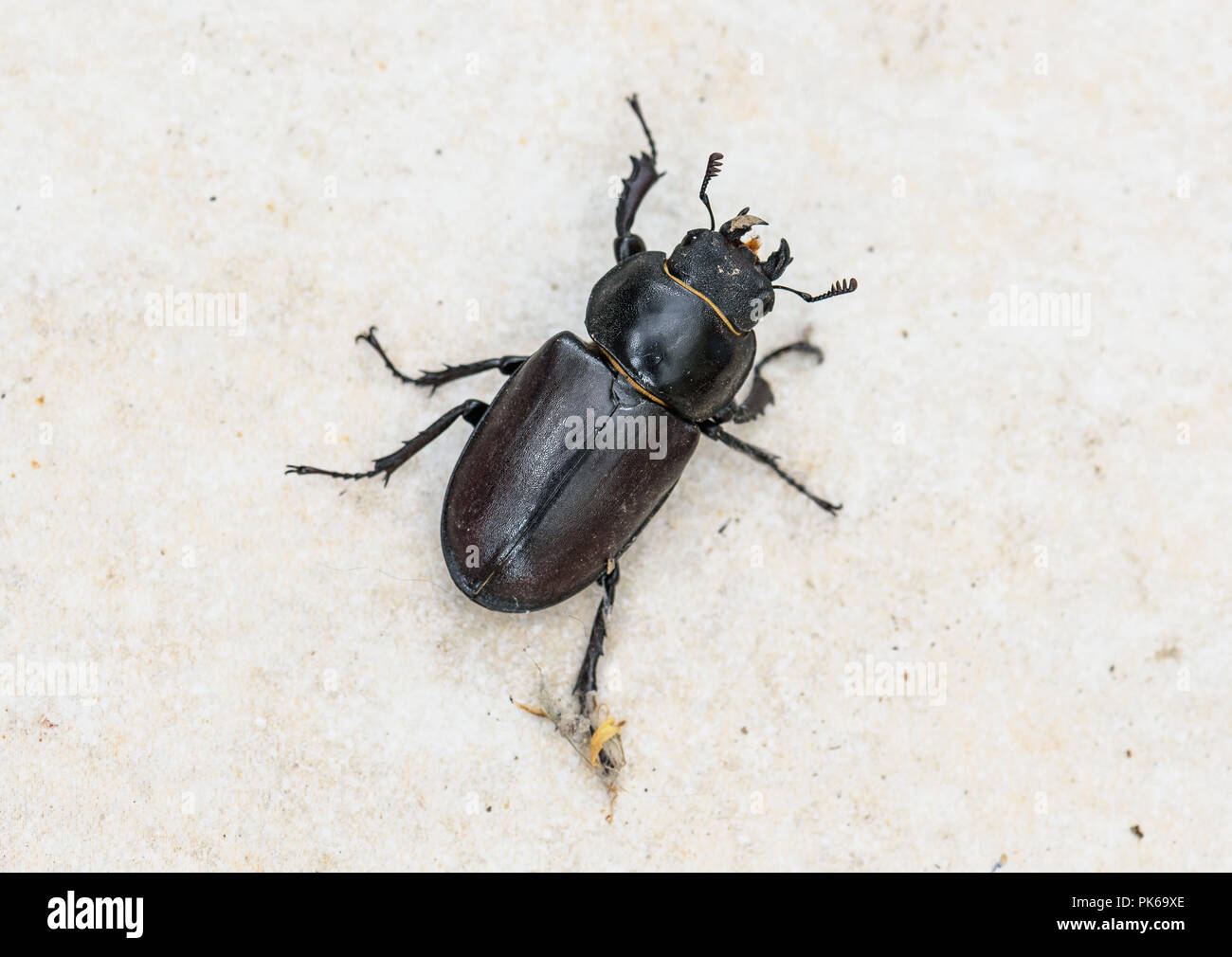 Big female stag beetle Lucanus cervus on terrace tiles. Lucanus cervus ...