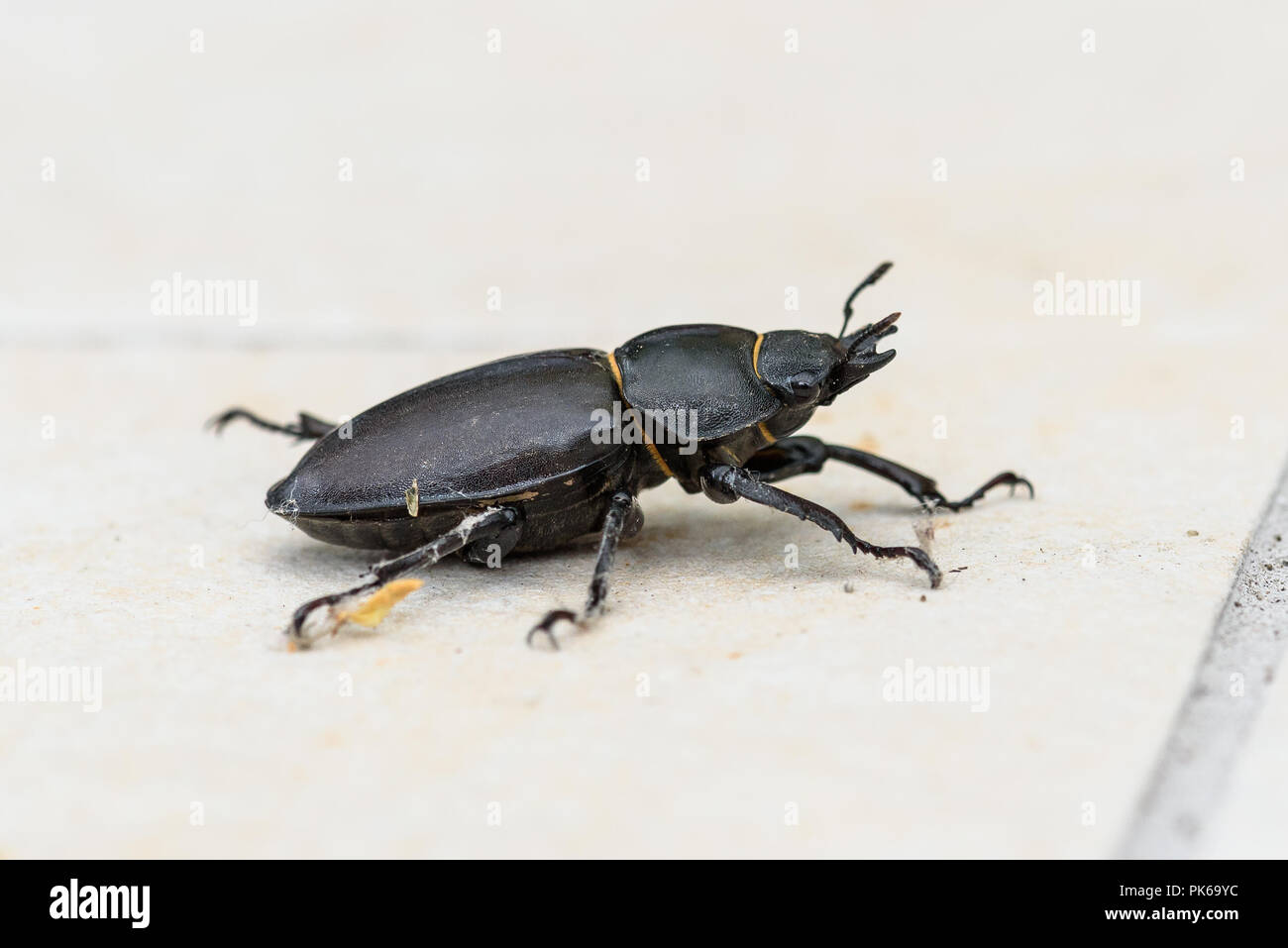 Big female stag beetle Lucanus cervus on terrace tiles. Lucanus cervus ...