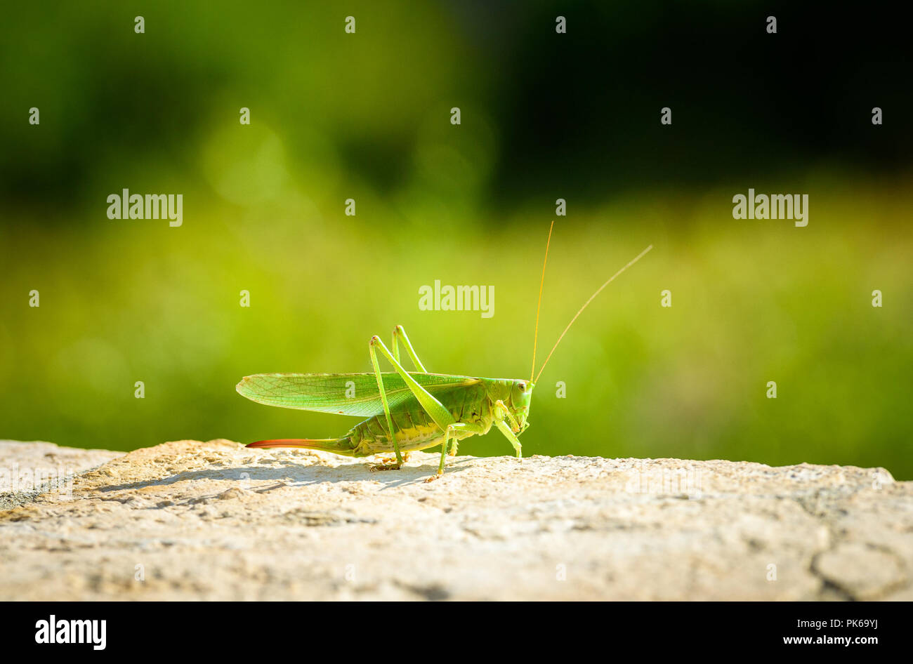 Locusts hi-res stock photography and images - Alamy