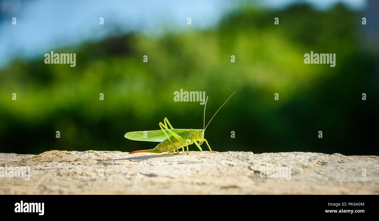 Locust insect side view hi-res stock photography and images - Alamy
