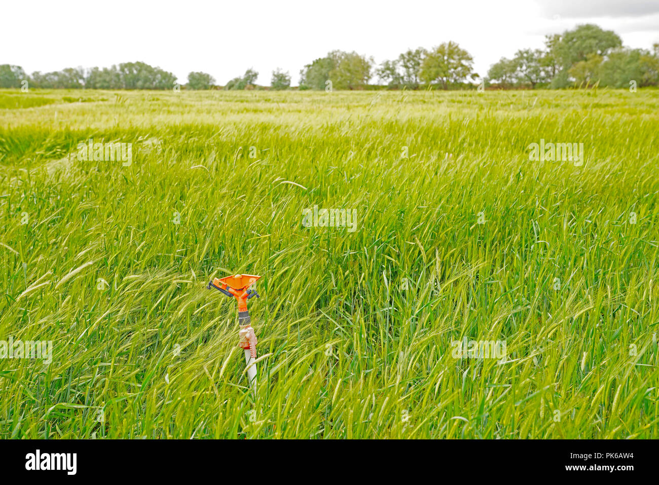 Wheat field at spring with sprinkler Stock Photo - Alamy