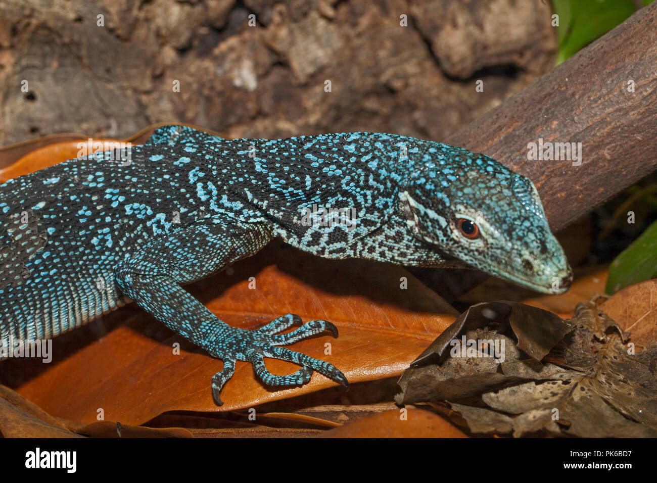 Blue tree monitor hi-res stock photography and images - Alamy