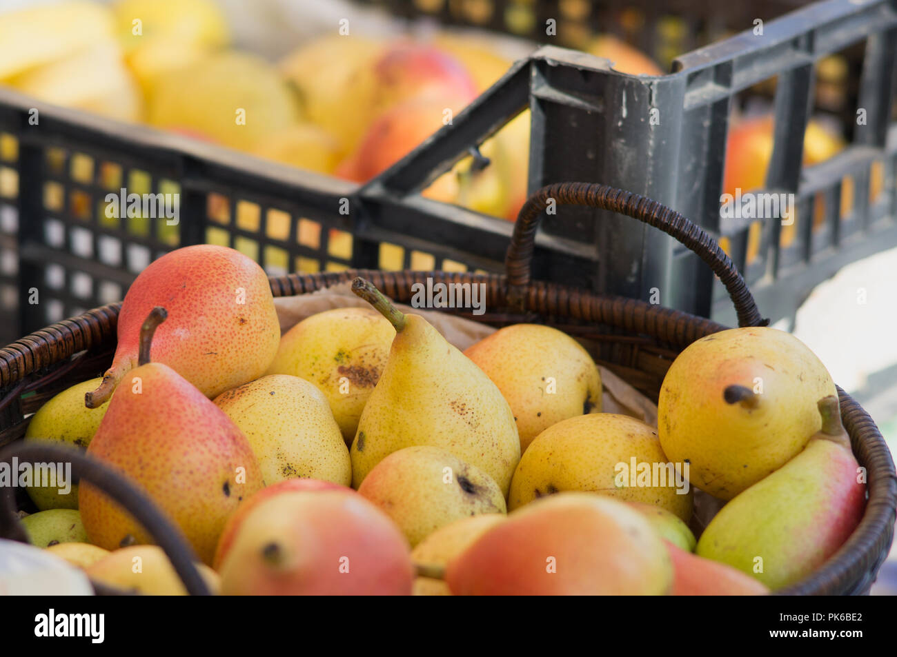 Fragrant ripe pears are harvested in the autumn on the market. Fair of ...