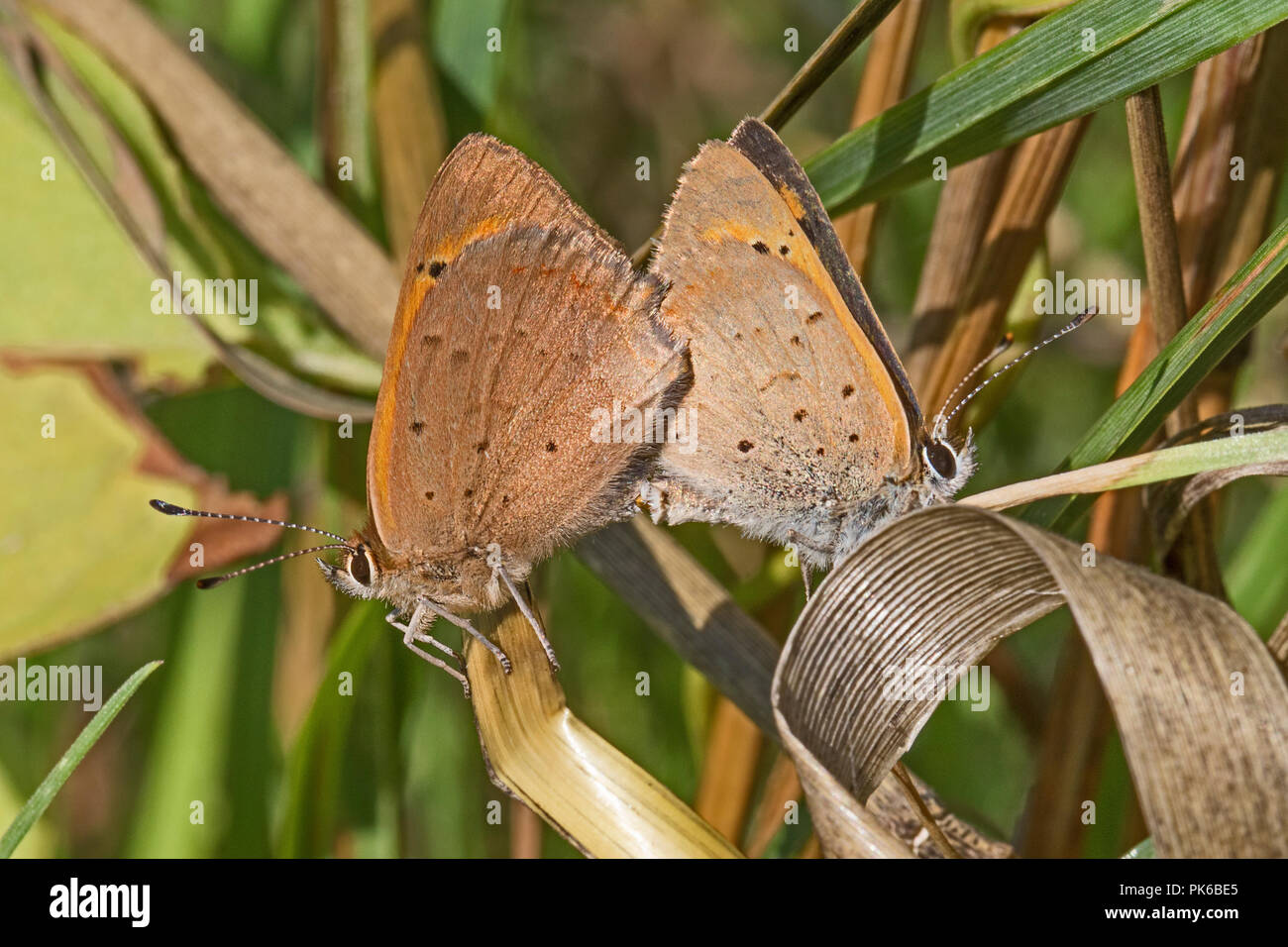 A mating pair of Small Copper butterflies Stock Photo - Alamy