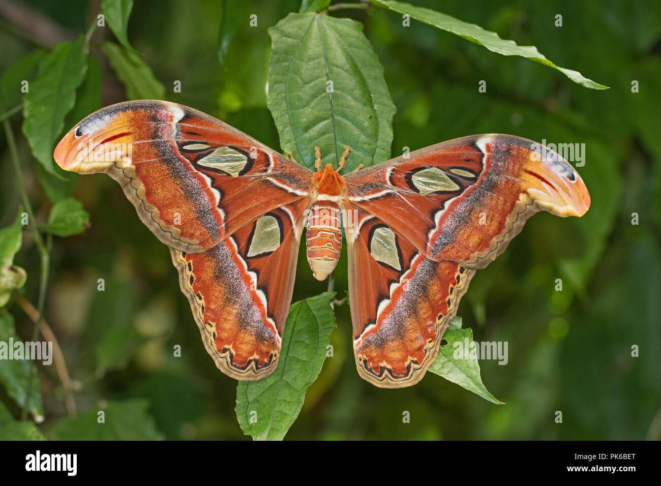 Atlas moth attacus atlas hi-res stock photography and images - Alamy