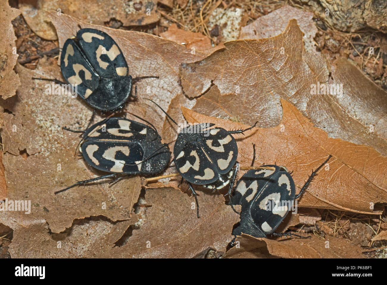 Question Mark Cockroaches (Therea olegrandjeani Stock Photo - Alamy