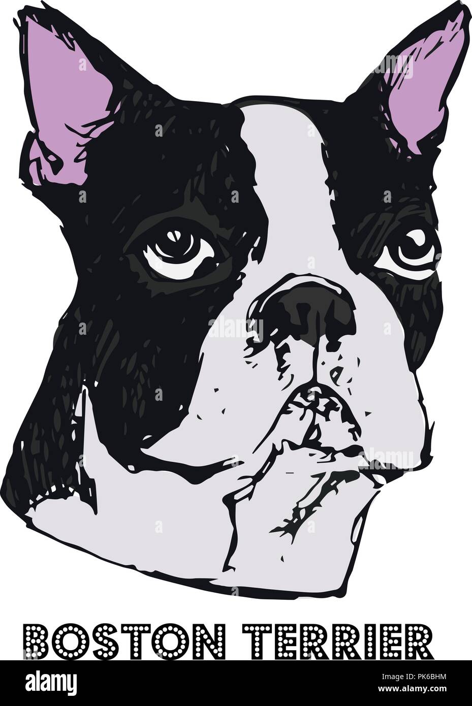 Boston Terrier dog face vector illustration. Hand drawn dog portrait on ...