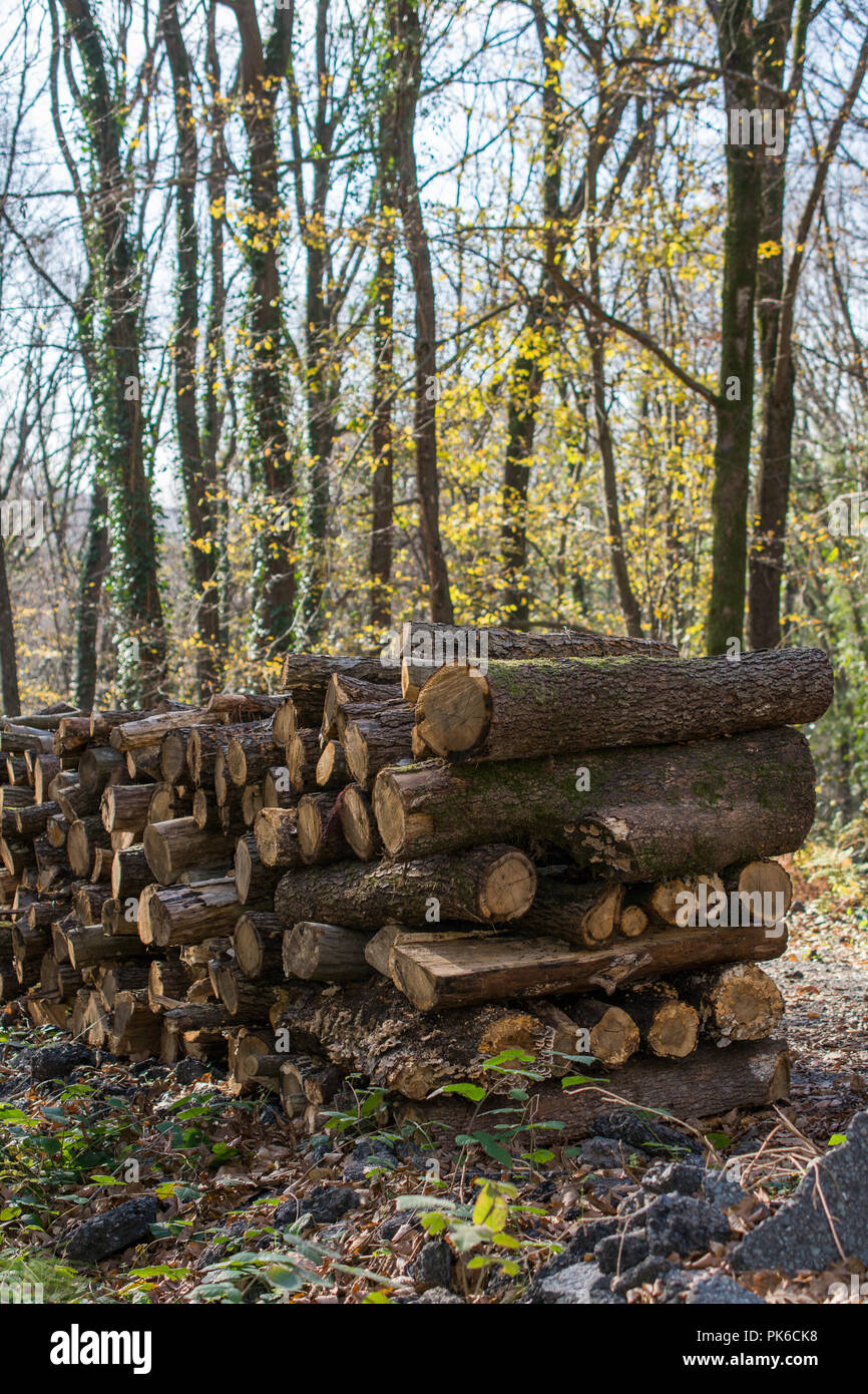 Stack of tree trunks piled up wood logs in forest Stock Photo - Alamy