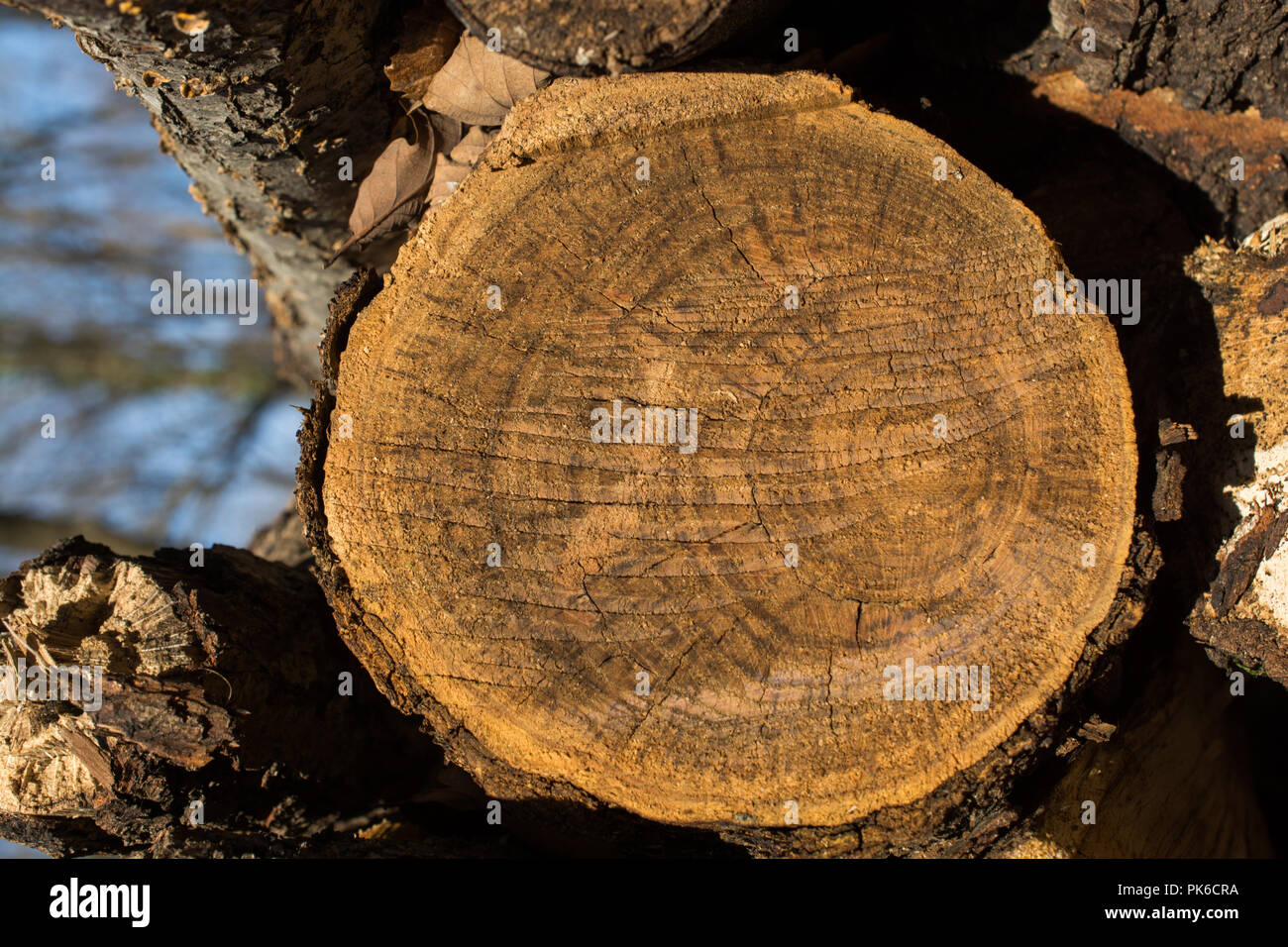 Cut tree stump surface as a background texture Stock Photo - Alamy