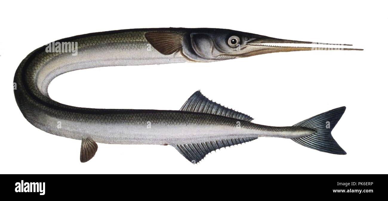 Belone hi-res stock photography and images - Alamy