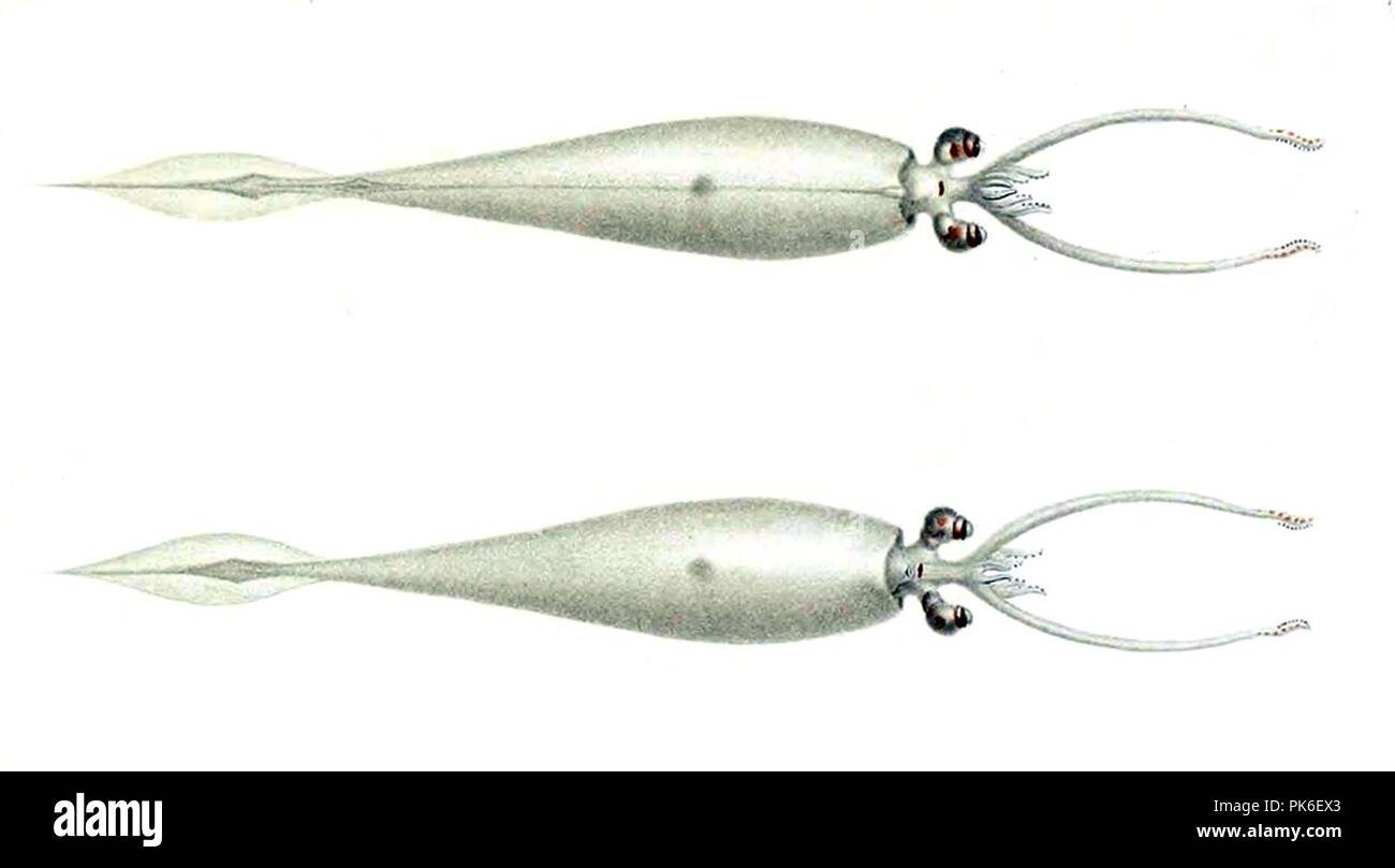 Belone hi-res stock photography and images - Alamy