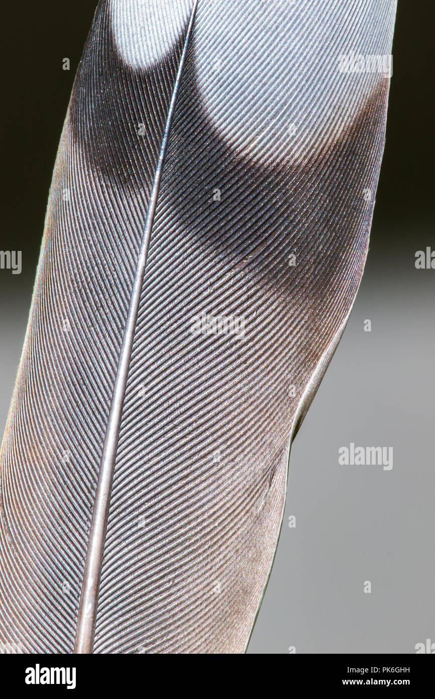 Ground dove call hi-res stock photography and images - Alamy