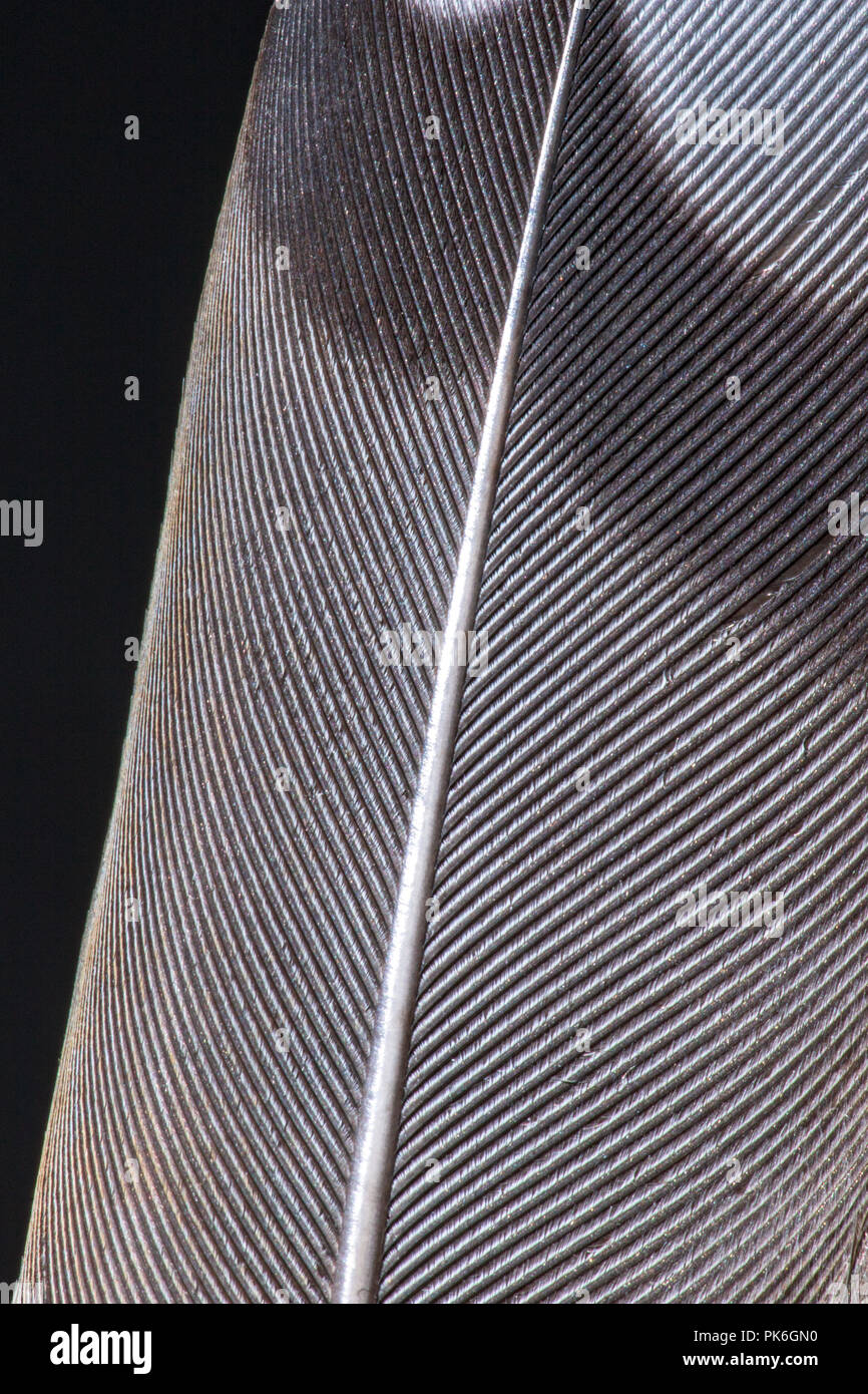 Dove feather hi-res stock photography and images - Alamy