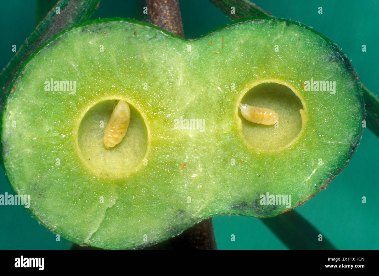 GALL WASP LARVAE. Gall wasps, also called gallflies, are a family ...